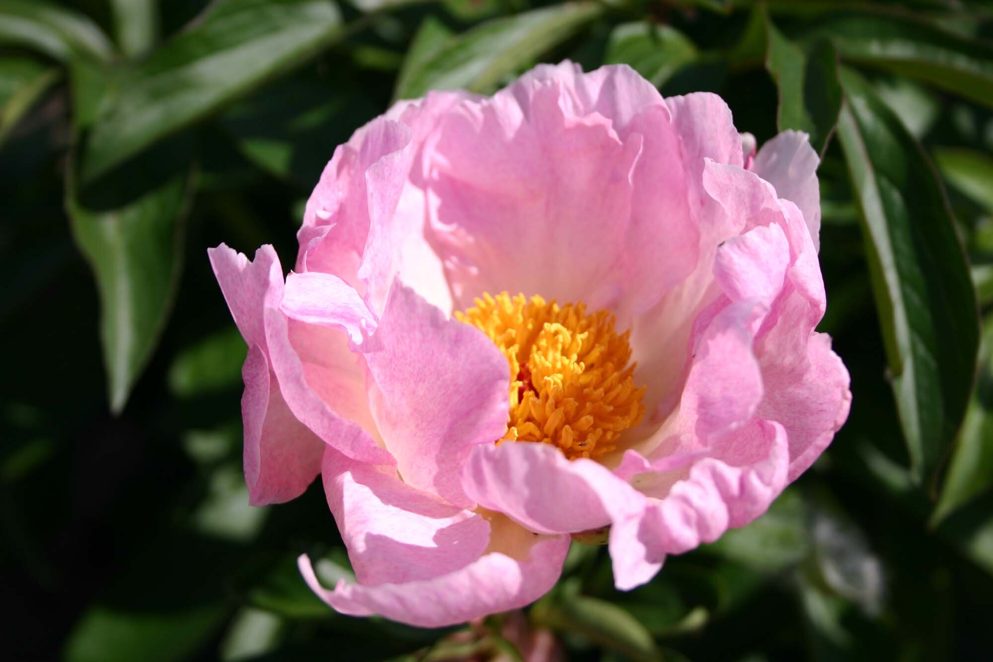 Pink Princess – Parkland Peonies