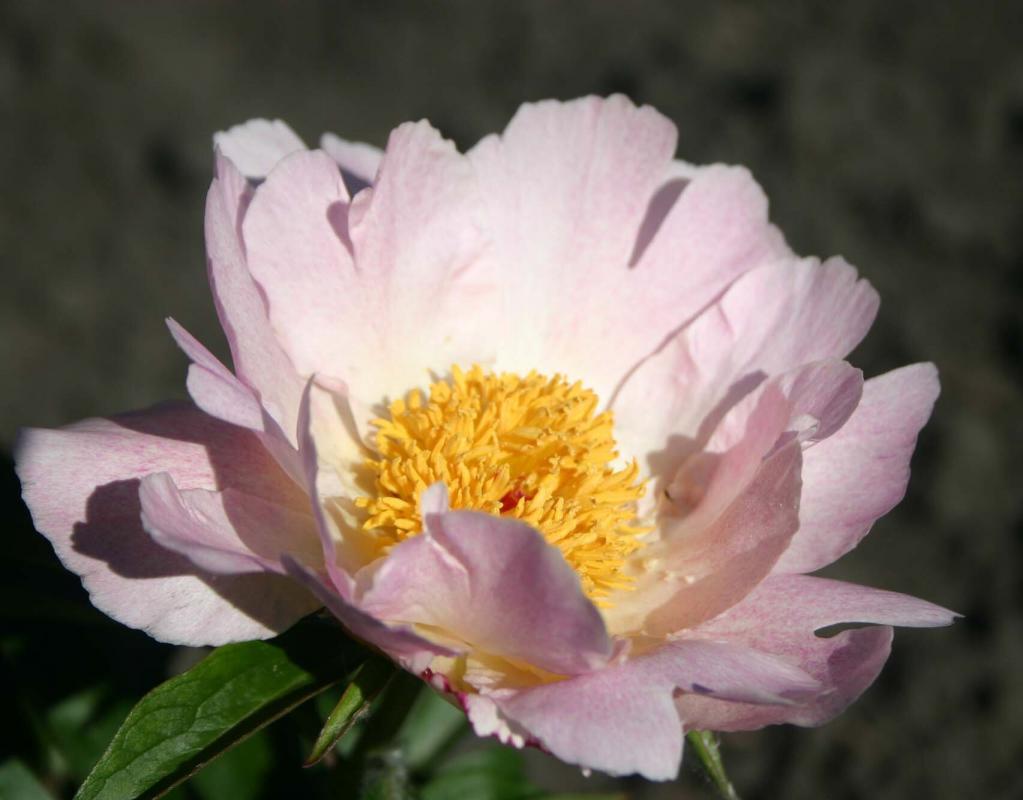Pink Princess – Parkland Peonies