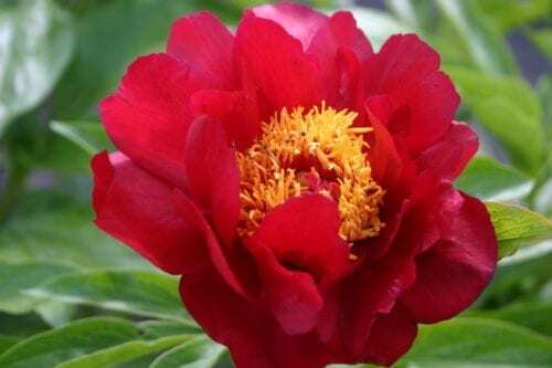 Postilion – Parkland Peonies