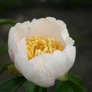 Montezuma – Parkland Peonies