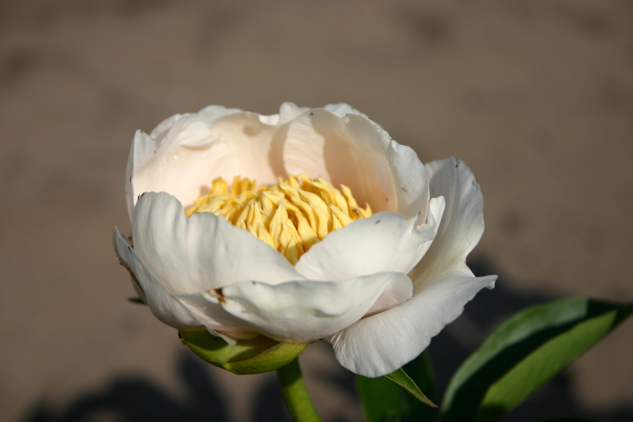 Requiem – Parkland Peonies