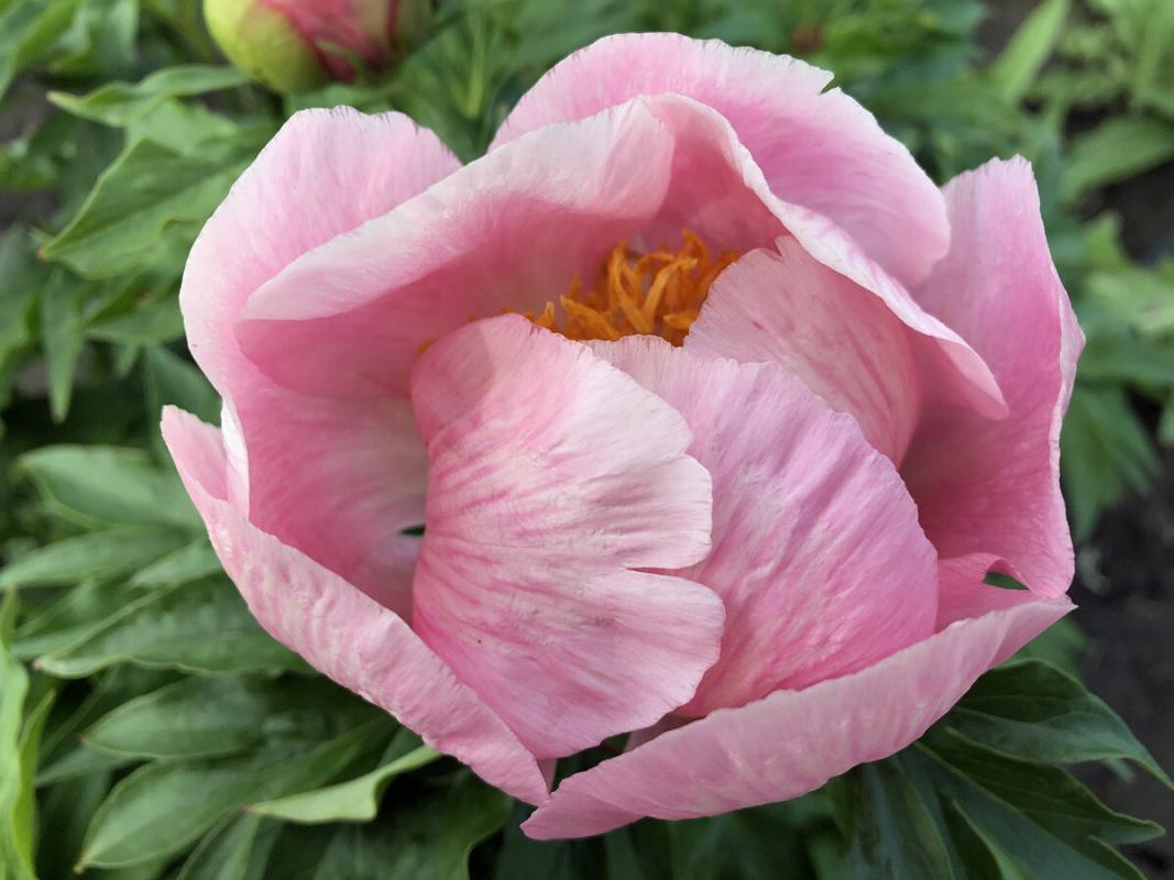 Roselette – Parkland Peonies