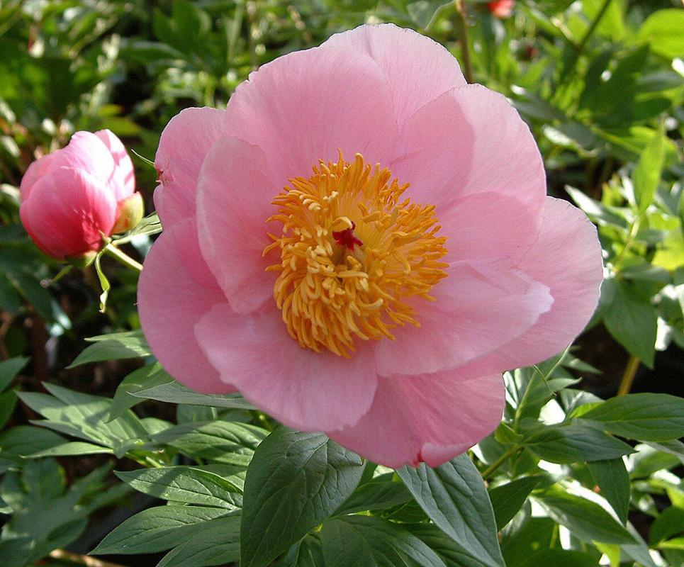 Roselette – Parkland Peonies