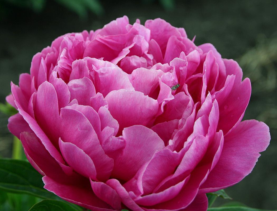 Rozella – Parkland Peonies