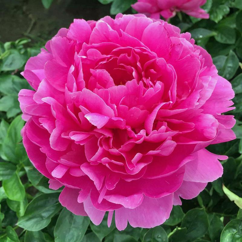 Rozella – Parkland Peonies