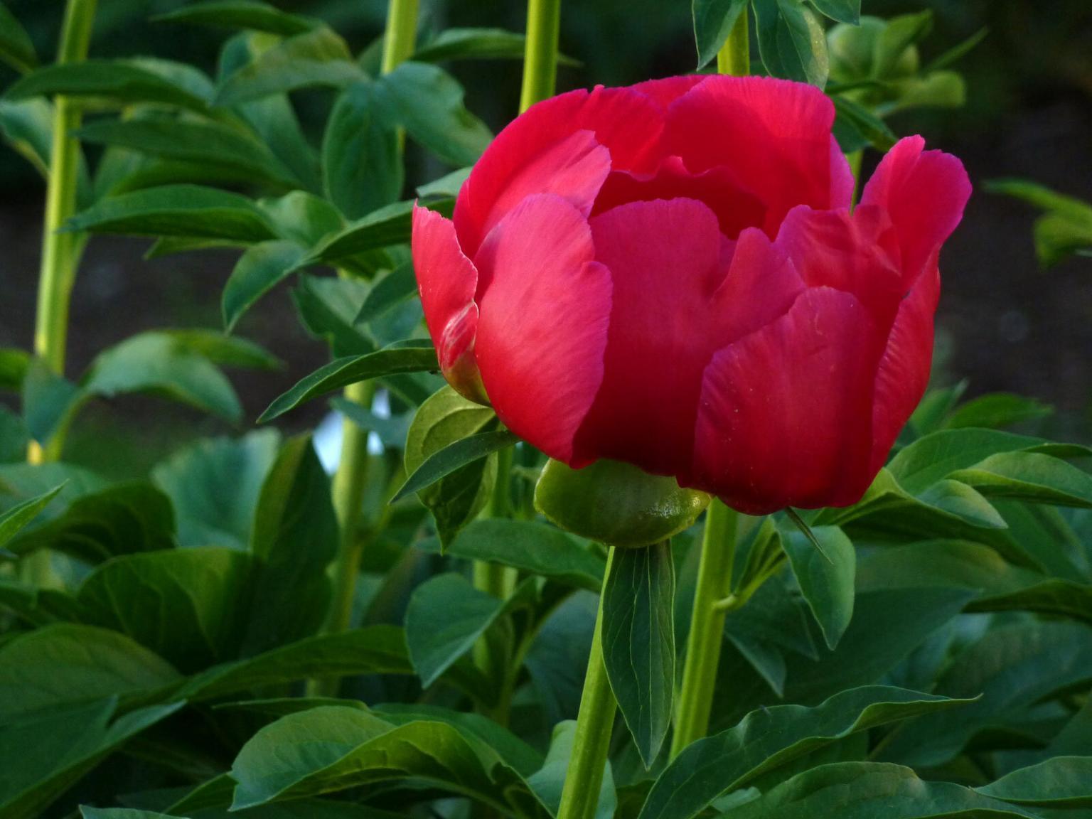 Scarlet O’Hara – Parkland Peonies