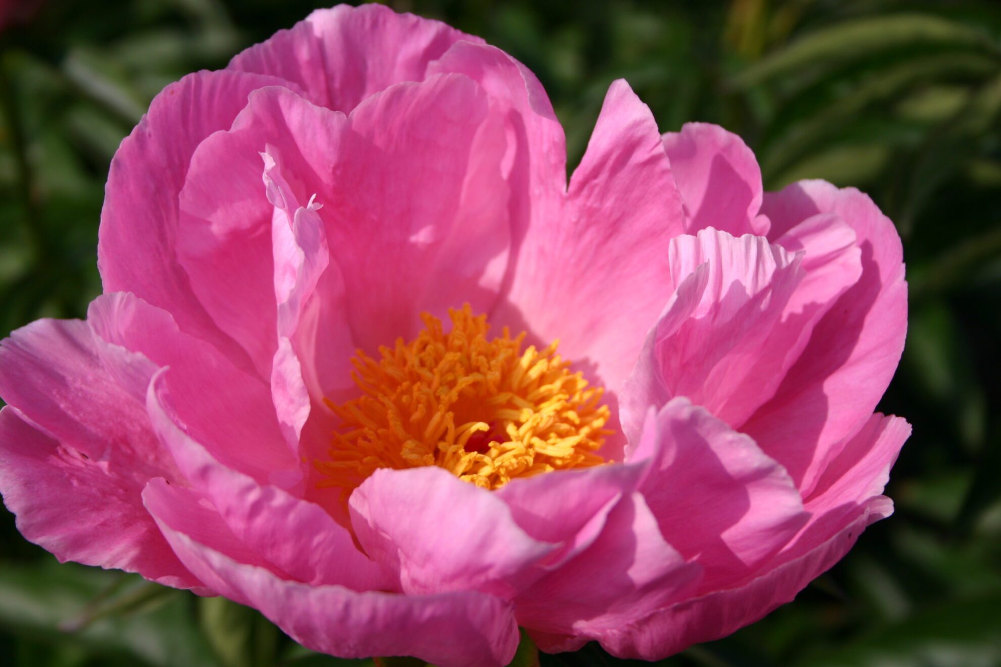 Sea Shell – Parkland Peonies