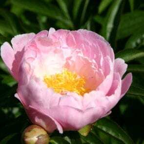 Command Performance – Parkland Peonies