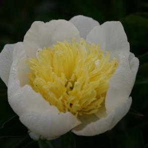 Command Performance – Parkland Peonies