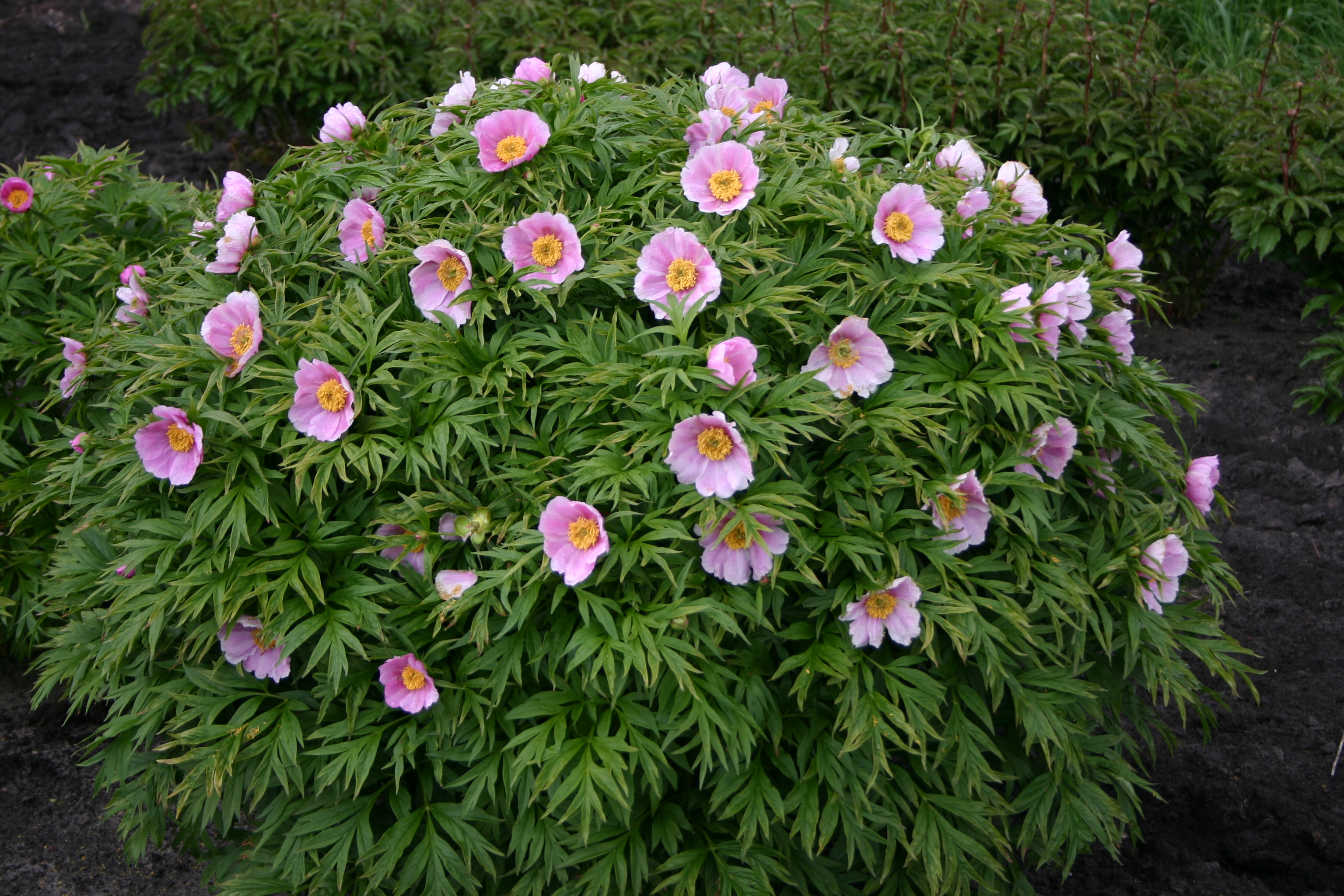 P. anomala – Parkland Peonies