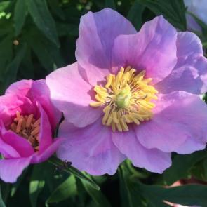 Prairie Charm – Parkland Peonies